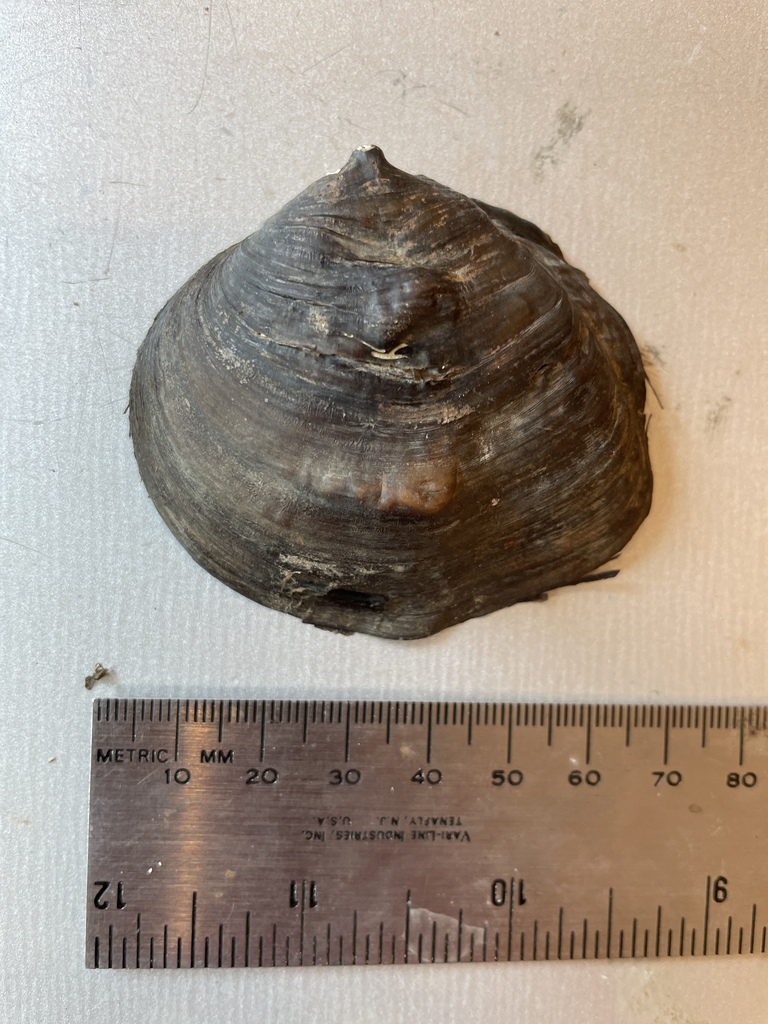 Three-horn Wartyback in October 2023 by Caleb Knerr · iNaturalist