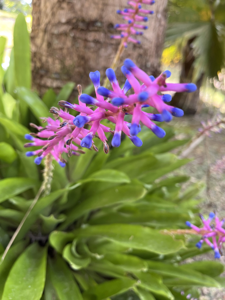 matchstick bromeliad from Sarramea, New Caledonia on July 23, 2023 at ...