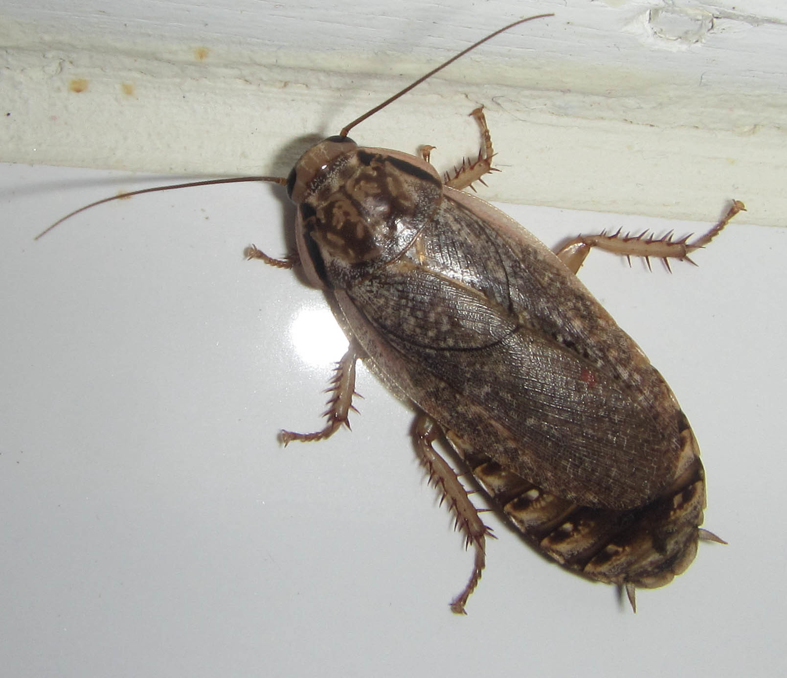 I need help identifying this roach, it gave birth too... : r ...