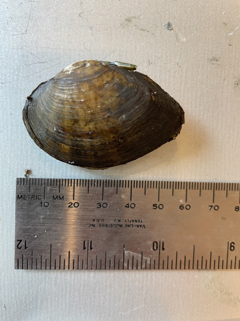 Fawnsfoot in October 2023 by Caleb Knerr · iNaturalist