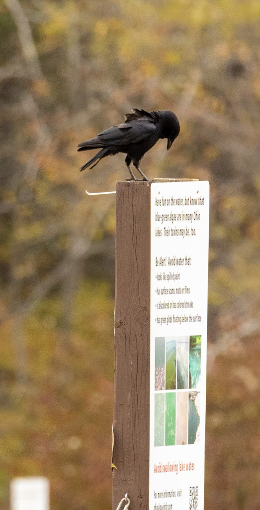 American Crow from Warren County, OH, USA on October 25, 2023 at 02:02 ...