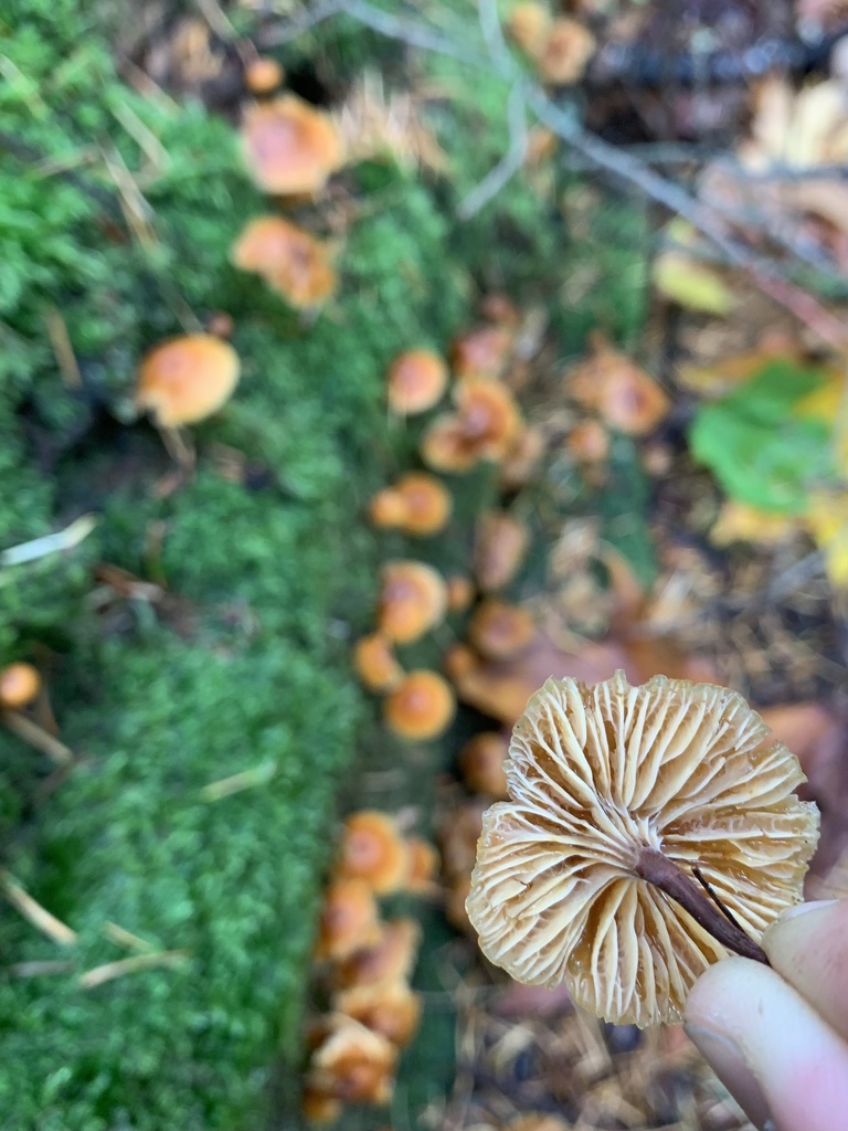 Xeromphalina sect. xeromphalina from Sehome Hill Arboretum, Bellingham ...