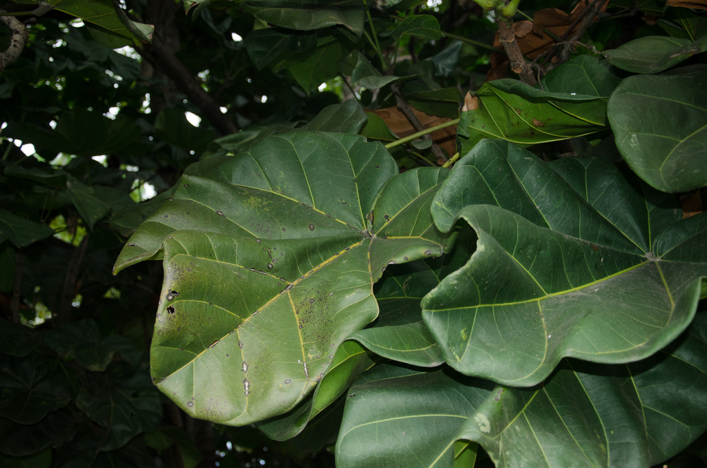 (Cola lizae) - Botanical Realm