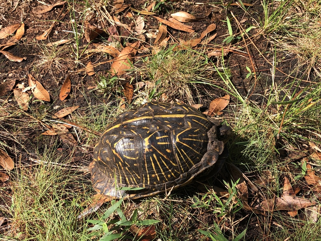 Common Box Turtle from overlook drive, winter haven on October 18, 2023 ...