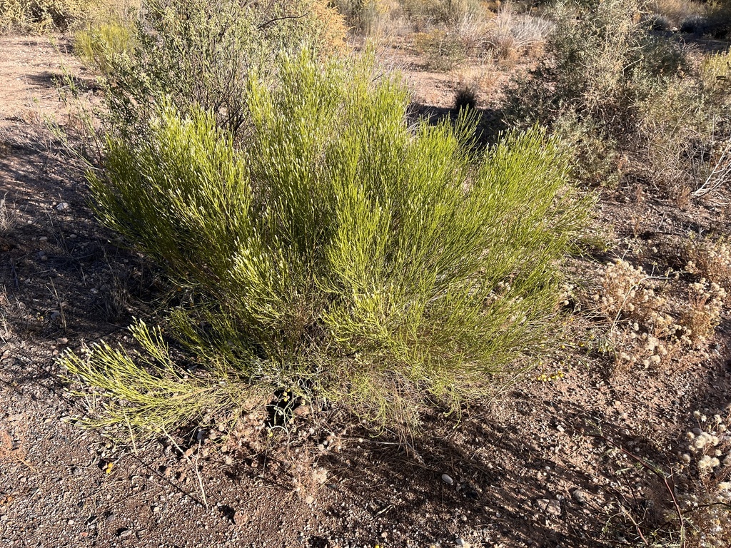 Desert Broom from Montezuma Castle National Monument, Rimrock, AZ, US ...