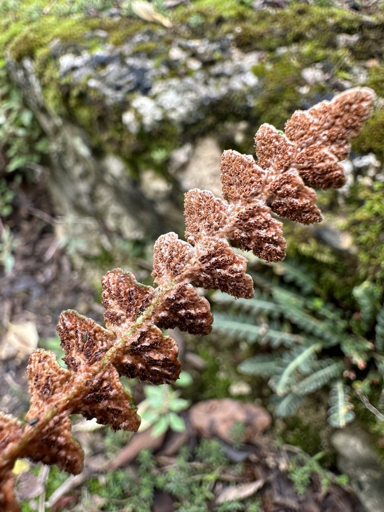 Rustyback (Asplenium ceterach) - Botanical Realm