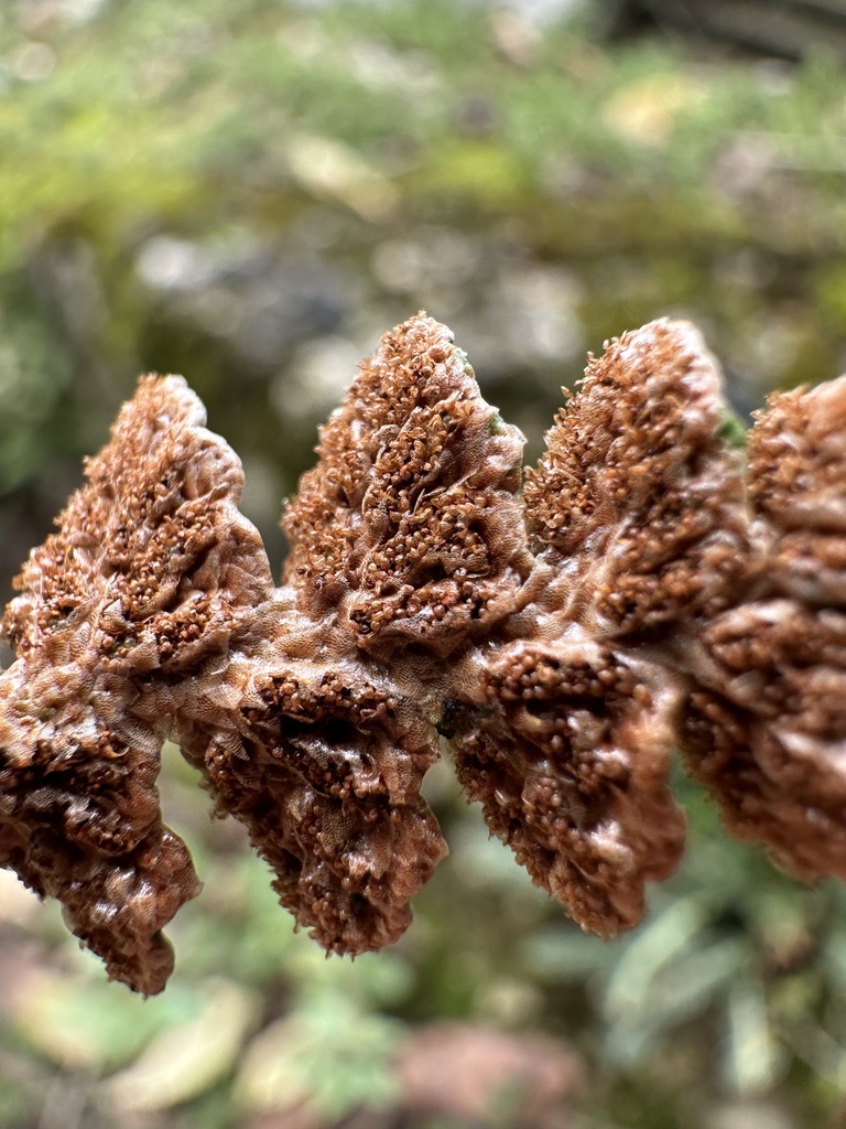 Rustyback (Asplenium ceterach) - Botanical Realm
