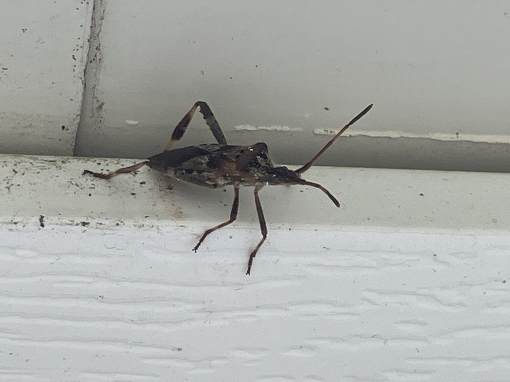Western Conifer Seed Bug in October 2023 by oatchi · iNaturalist
