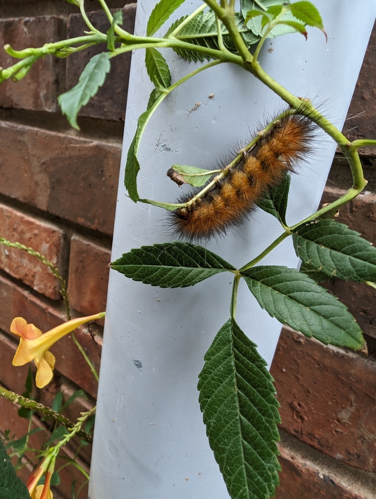 Tiger Moths from Corinth, TX 76208, USA on October 25, 2023 at 02:54 PM ...