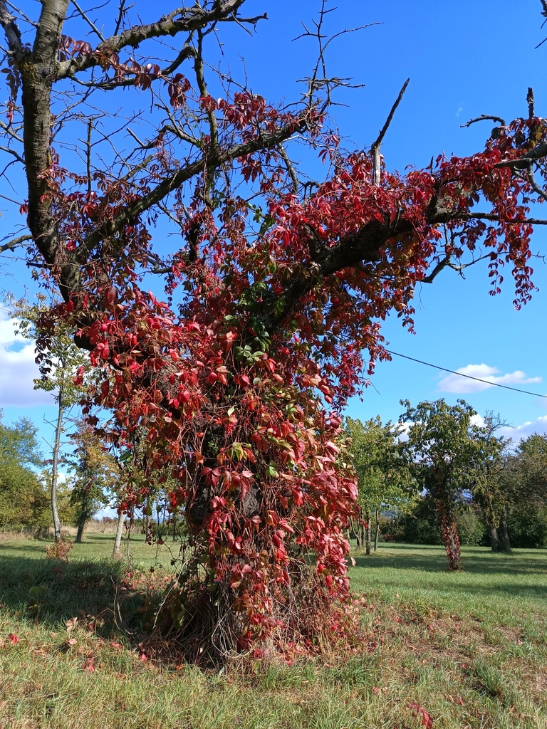 thicket creeper from 284 03 Kutná Hora-Kutná Hora 3, Česko on October ...