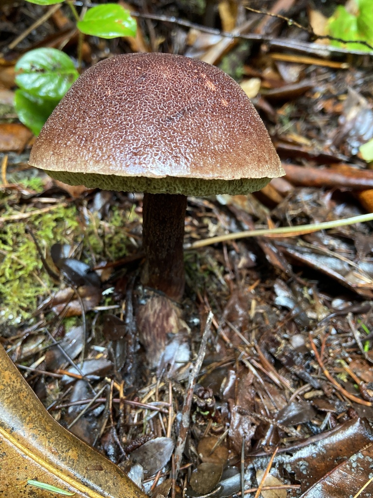 admirable bolete from Lane County, US-OR, US on October 25, 2023 at 10: ...