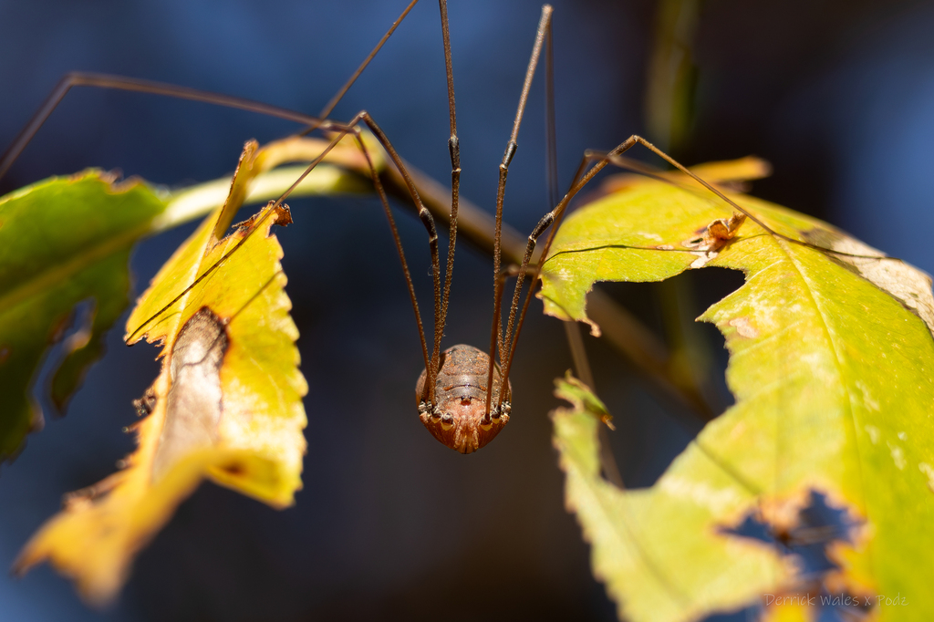 Eastern Harvestman in October 2023 by Derrick Wales · iNaturalist