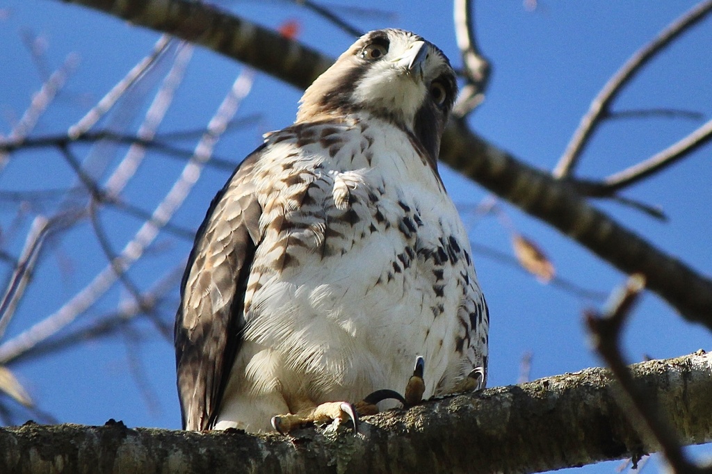 Eastern Red-tailed Hawk from Virginia Polytechnic Institute and State ...