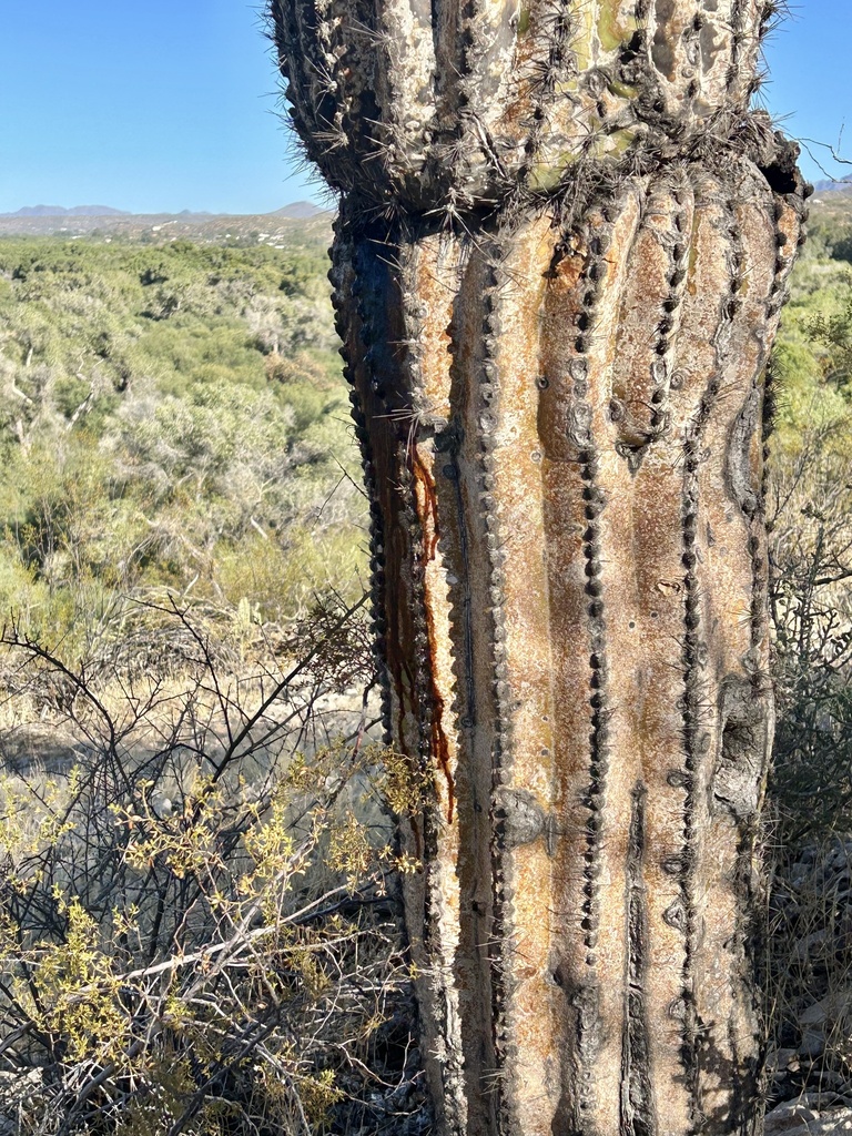 saguaro from Wickenburg, AZ, US on October 25, 2023 at 08:58 AM by Eric ...
