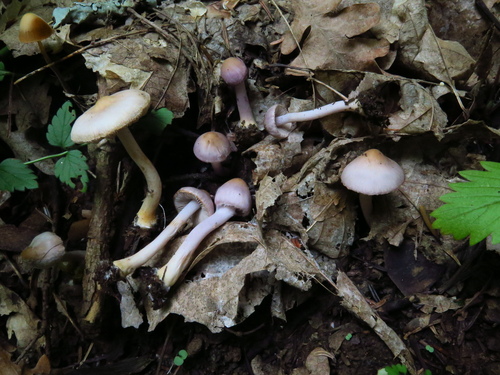 Inocybe sublilacina · iNaturalist United Kingdom