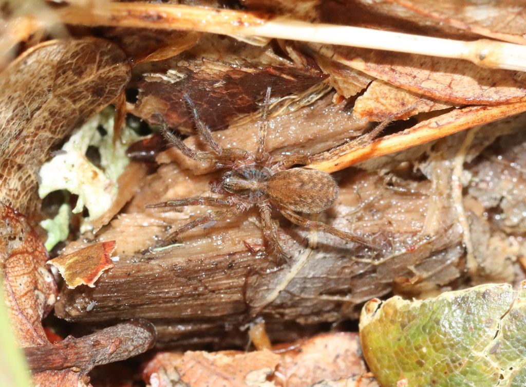 RTA Clade Spiders from Gouveia, 6290, Portugal on 25 October, 2023 at ...