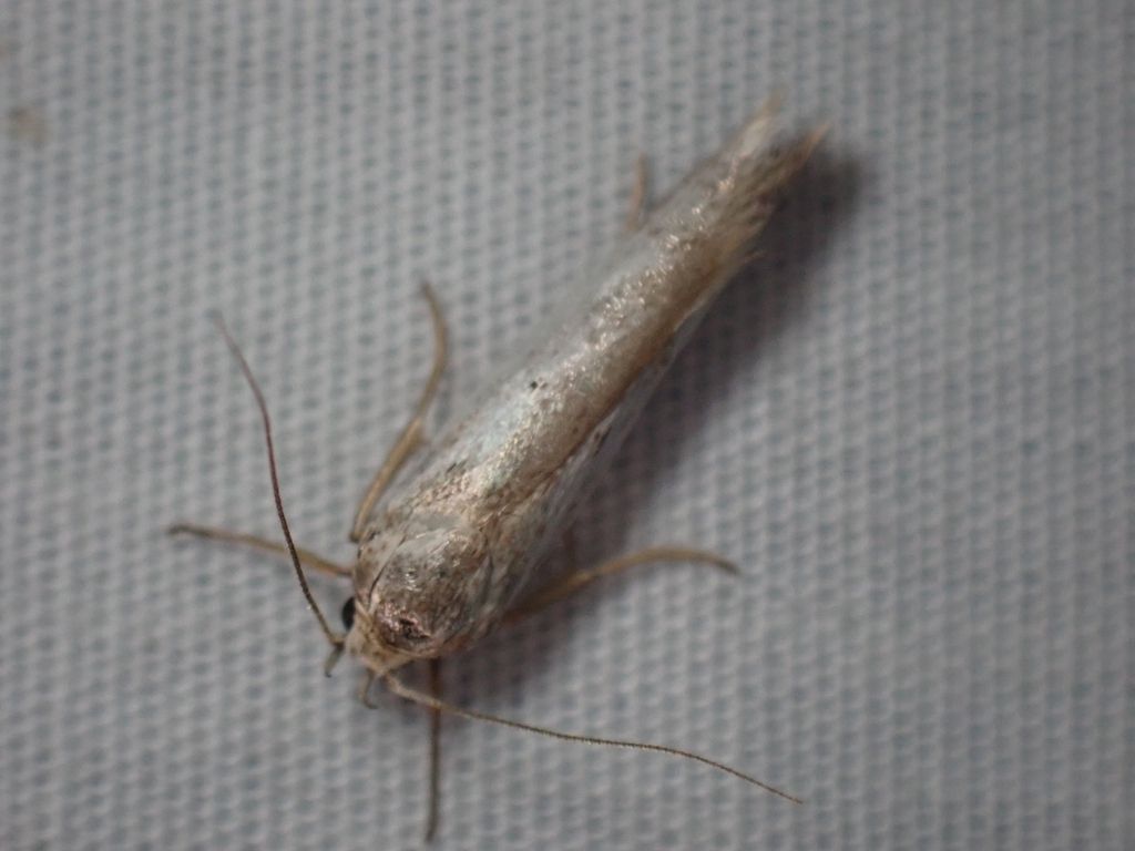 Curved-horn Moths from Glenns Lascelles VIC 3487, Australia on October ...