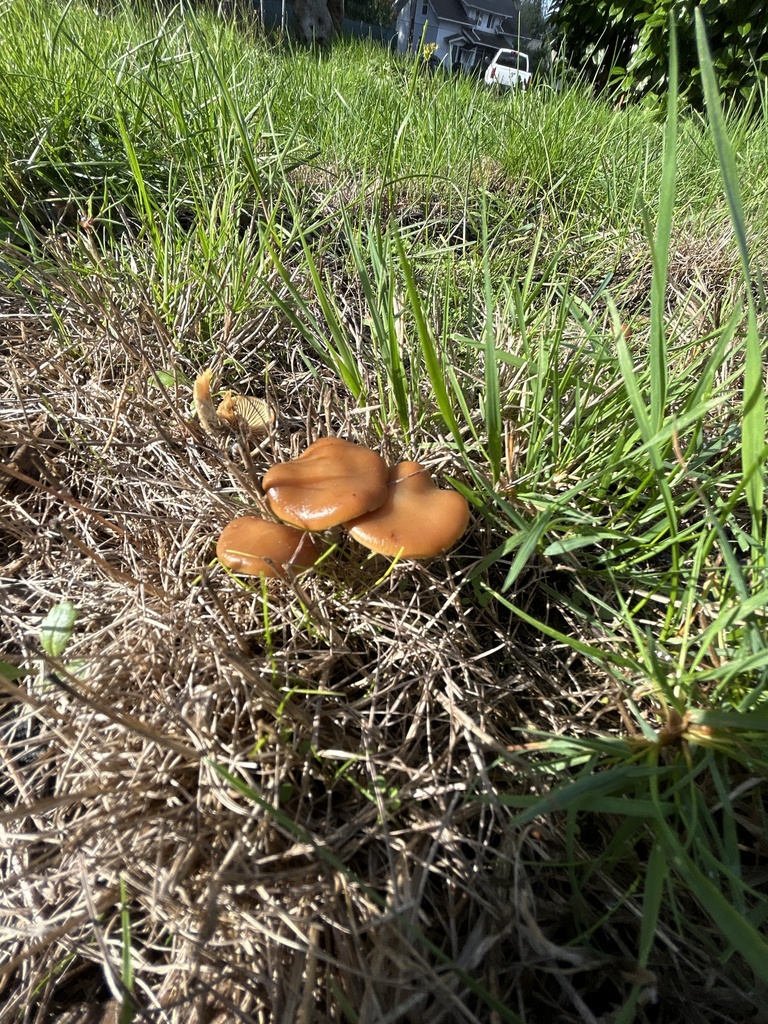 Wavy Cap in October 2023 by dylanwolfe · iNaturalist