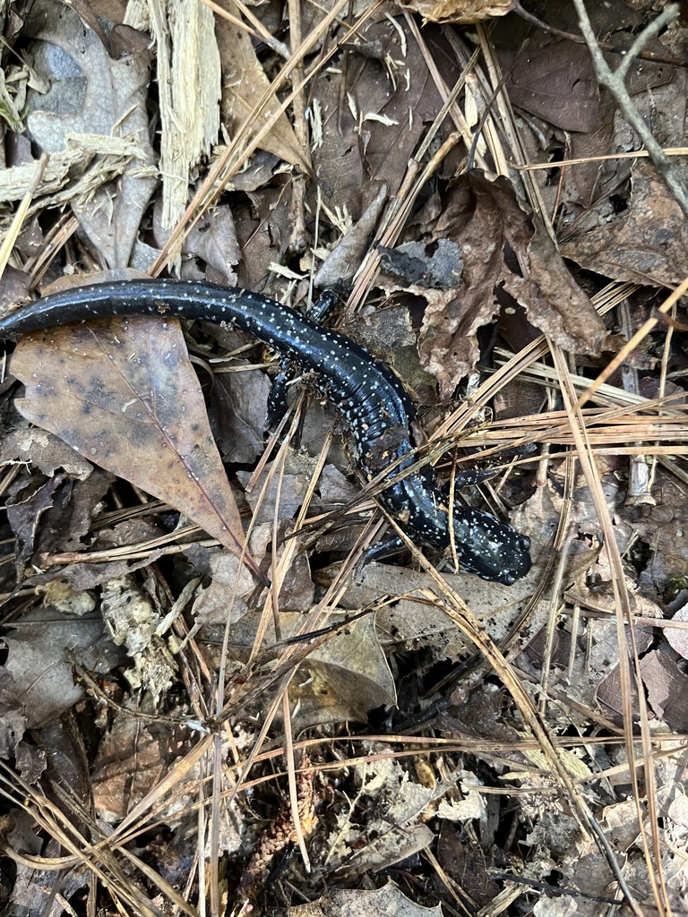 White-spotted Slimy Salamander in October 2023 by Matthew. Lifer ...