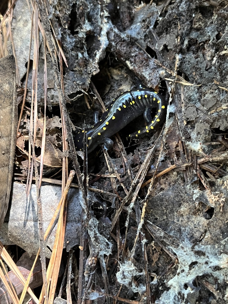 Spotted Salamander in October 2023 by Matthew · iNaturalist