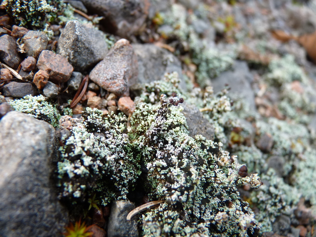 Granular Soil Foam Lichen in October 2023 by Ben · iNaturalist