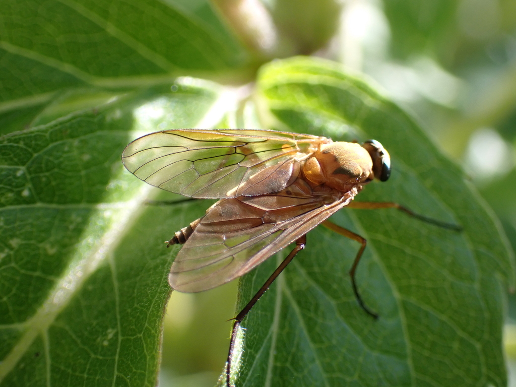 Marsh Snipe Fly from Calais, France on July 29, 2023 at 04:56 PM by ...