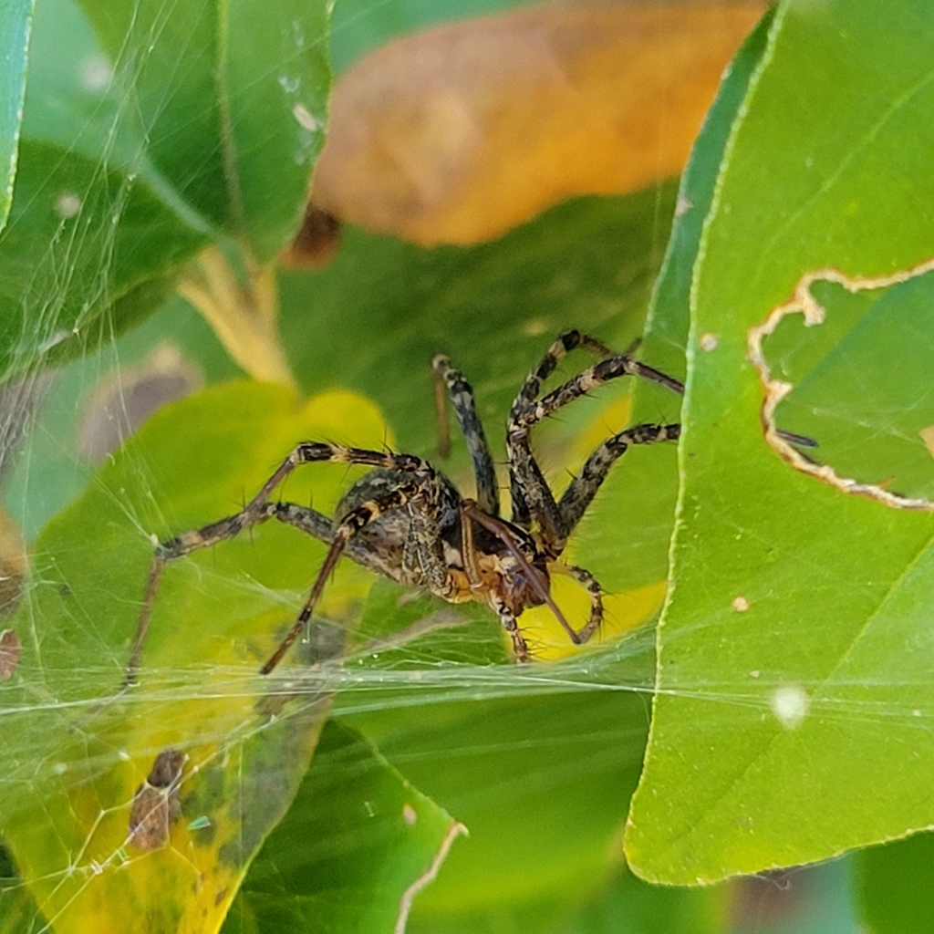 Grass Spiders in October 2023 by mi-wanderer · iNaturalist
