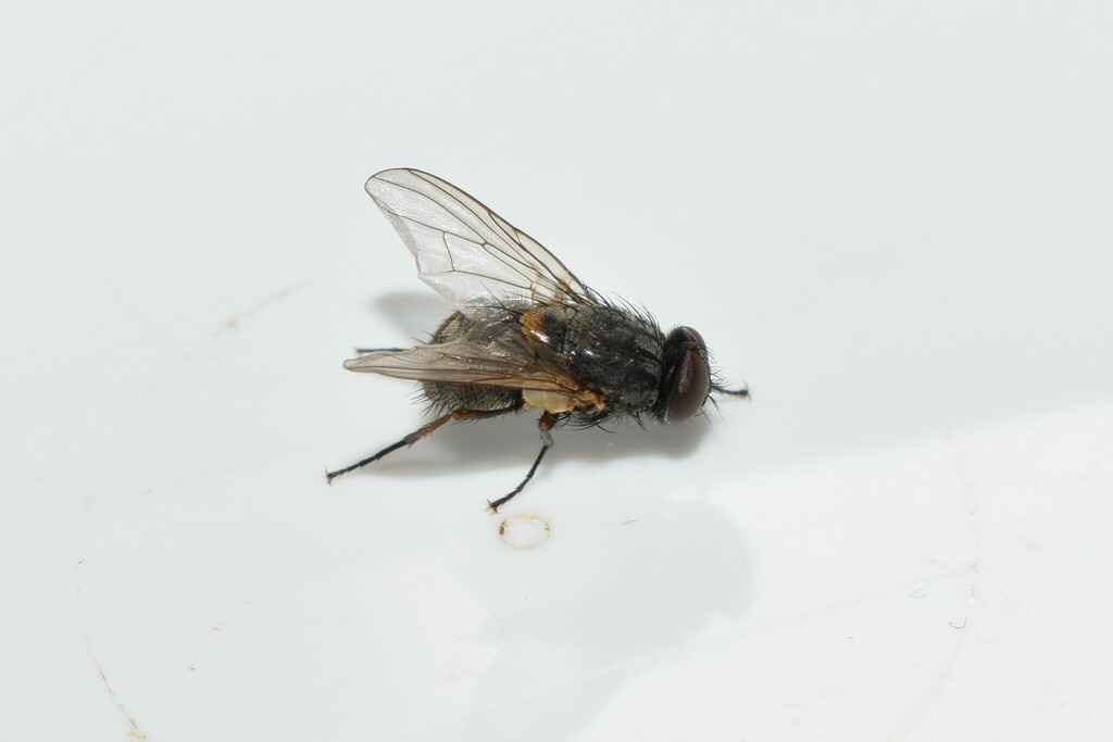 False Stable Fly from Chania, Greece on June 3, 2023 at 12:35 AM by ...