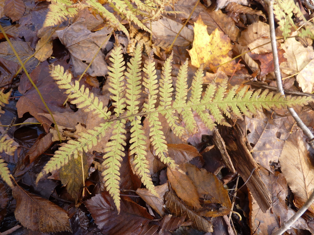 long beech fern in October 2023 by Ben · iNaturalist