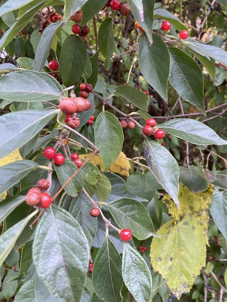 dicots from Caperton Trail, Morgantown, WV, US on October 25, 2023 at ...