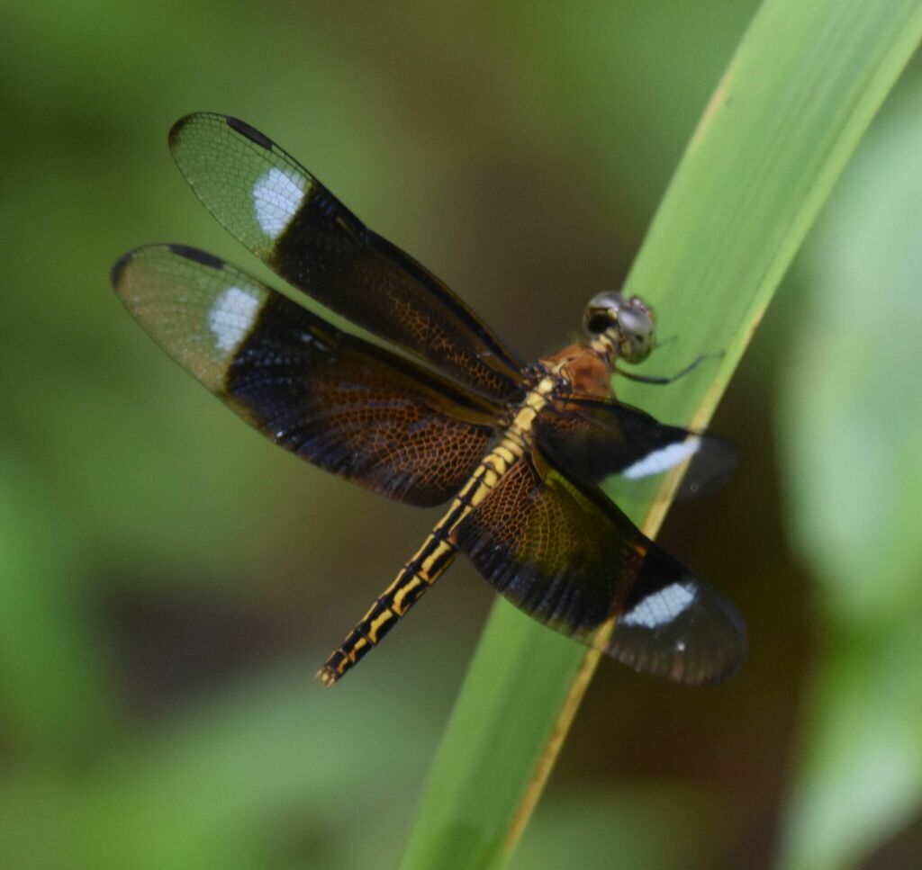 Neurothemis decora from Jayapura, Papouasie, Indonésie on August 4 ...