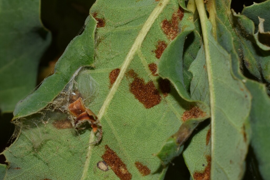 Holm Oak Felt Gall Mite from North Aegean Region, Greece on October 15 ...