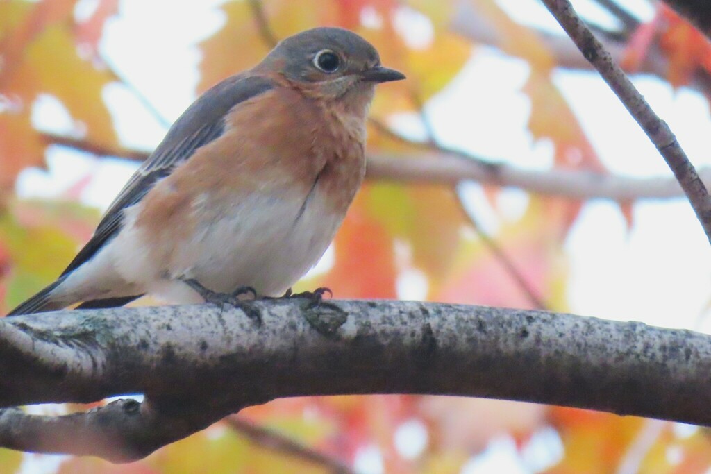 Eastern Bluebird from Downsview Park, Toronto, ON, Canada on October 25 ...