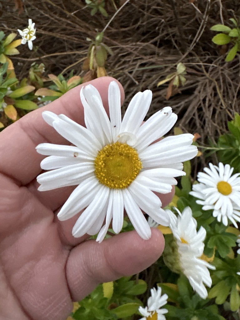 Nippon daisy from Long Beach Island, Surf City, NJ, US on October 25 ...