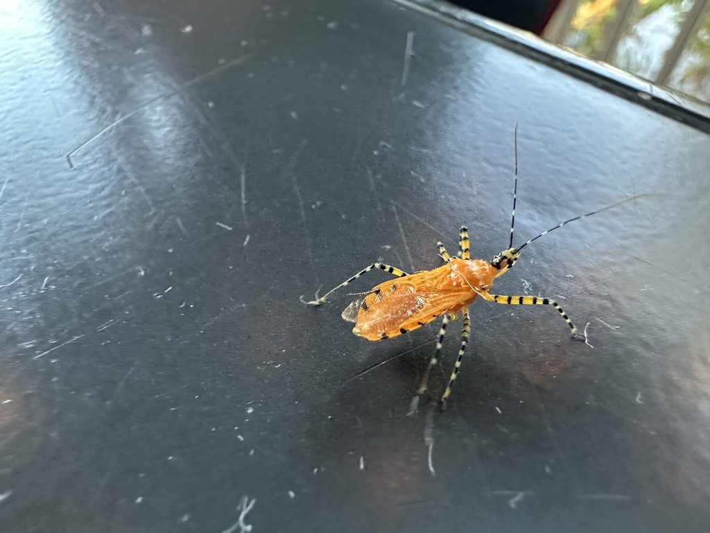 Orange Assassin Bug from Main St, Conway, SC, US on October 25, 2023 at ...