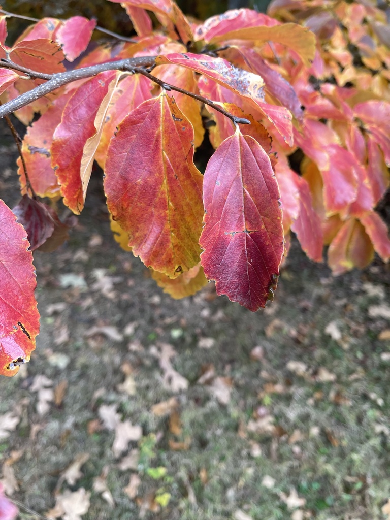 ozark witch-hazel from Blackburn Park, Webster Groves, MO, US on ...