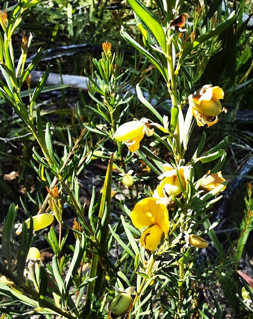 Golden Glory Pea from Gardens of Stone SCA, Newnes Plateau NSW 2790 ...