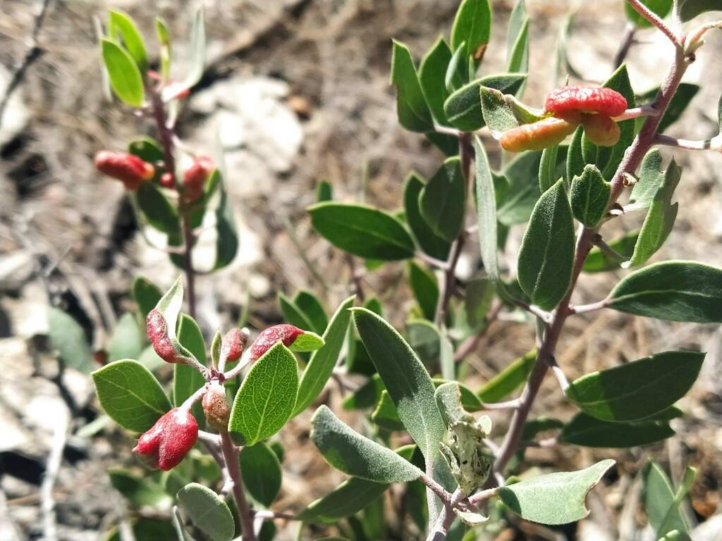 pointleaf manzanita from Guachochi, Chih., México on October 18, 2023 ...