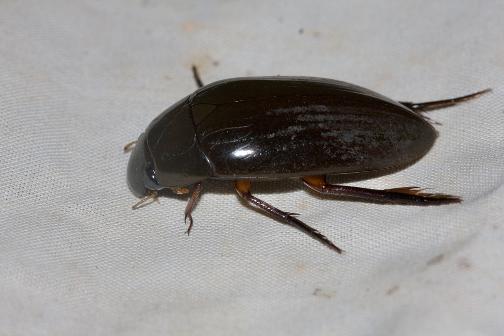 Hydrophilus from Woods Bushland Reserve, Tuerong VIC 3915, Australia on ...