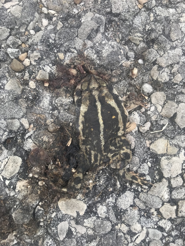 Gulf Coast Toad from Estate Dr, Corpus Christi, TX, US on October 25 ...