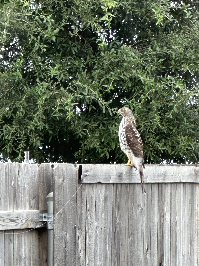 Cooper's Hawk from Coyote Creek Way, Kyle, TX, US on October 24, 2023 ...