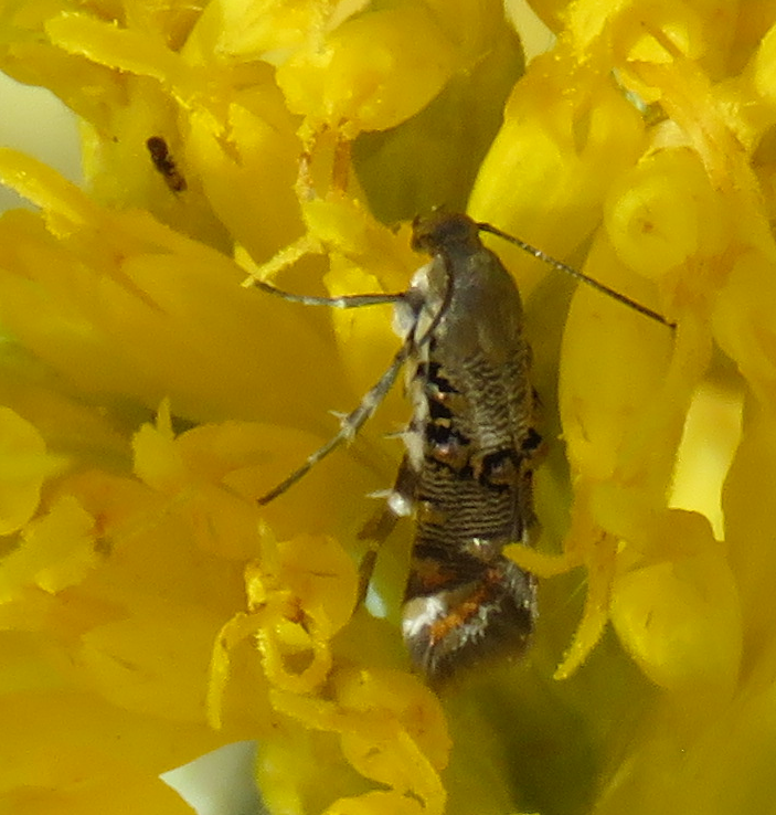 Jewel-studded Sand Verbena Sun Moth from Rio Grande, Albuquerque, NM ...