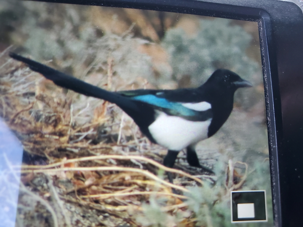 Black-billed Magpie from Gardnerville, NV 89460, USA on October 25 ...