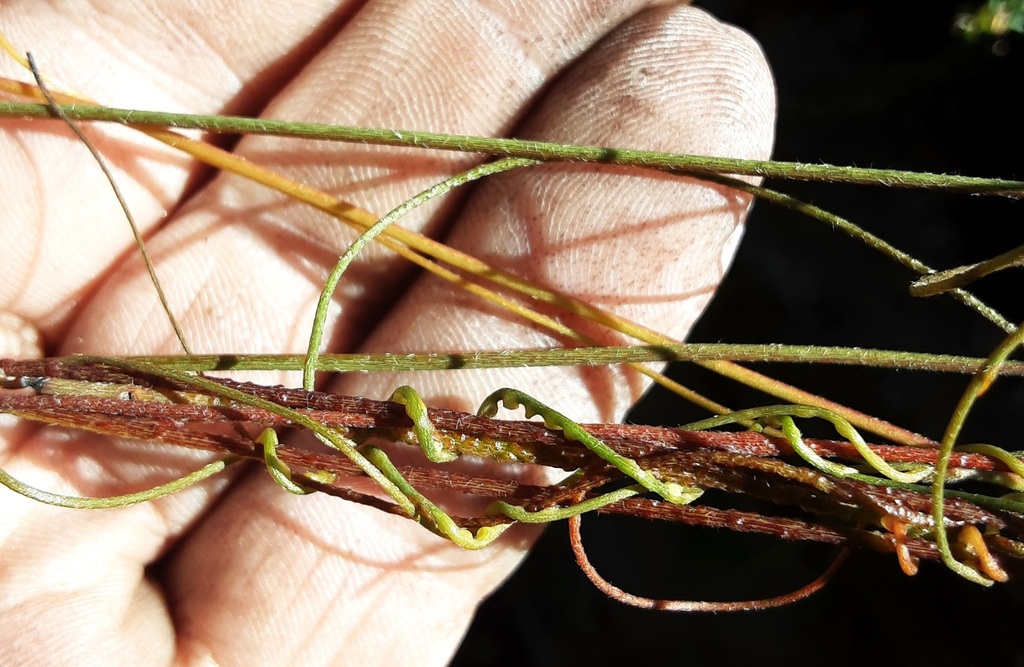 Devil's Twine from Gardens of Stone SCA, Newnes Plateau NSW 2790 ...