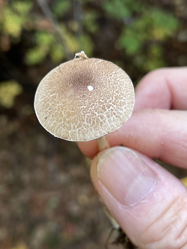 cat dapperling from Big Hill Dr, Cle Elum, WA, US on October 22, 2023 ...
