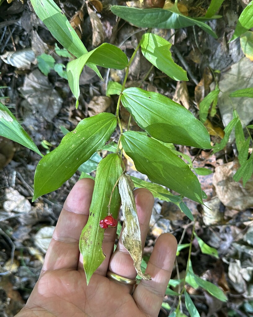 Solomon's plume from Brushy Lake, Bankhead NF, Winston County, AL, USA ...