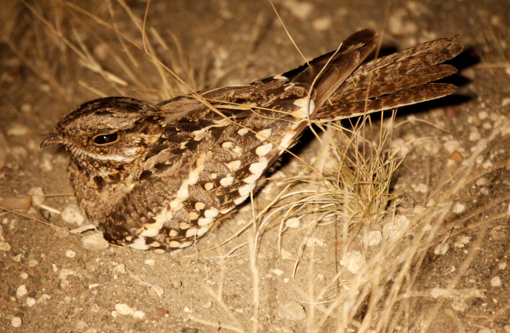Square-tailed Nightjar (Zambia birds) · iNaturalist