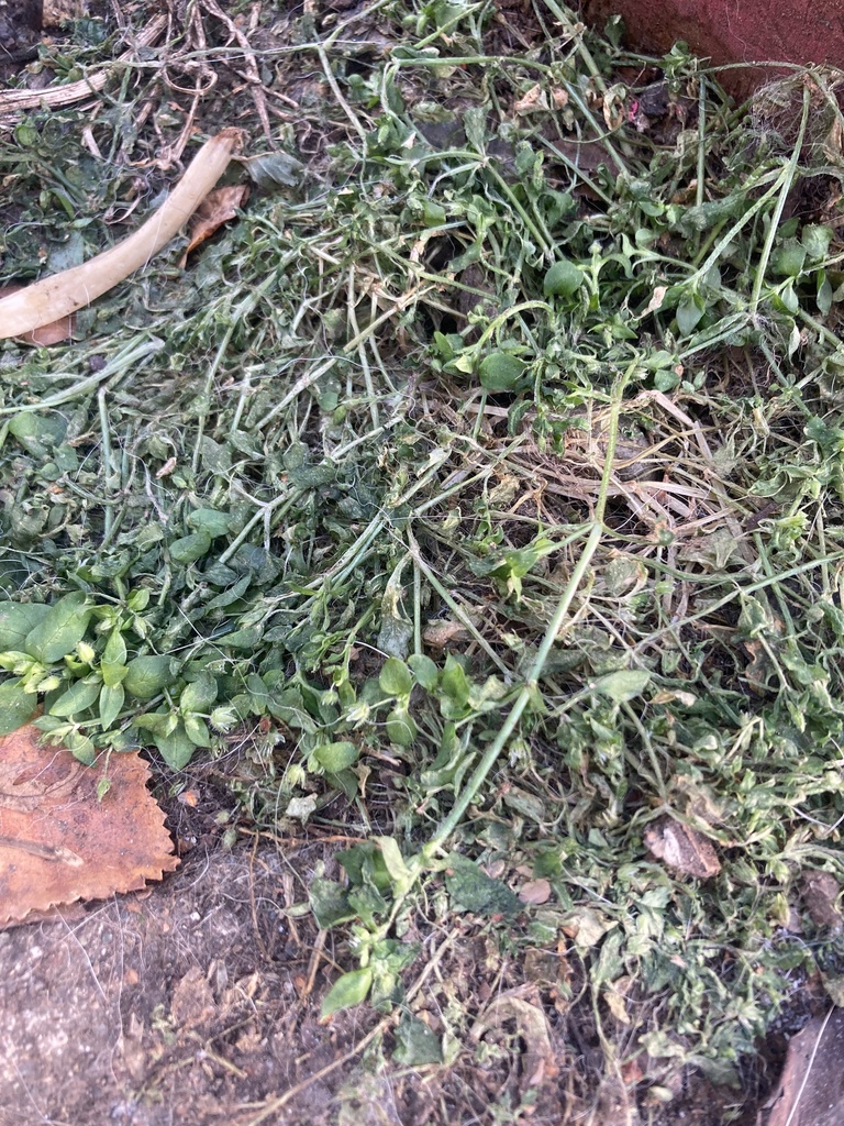 common chickweed from E Third Ave, Anchorage, AK, US on October 25 ...