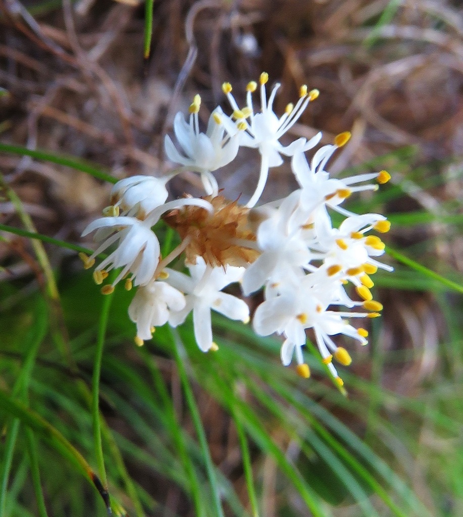 Alania cunninghamii from Gardens of Stone SCA, Newnes Plateau NSW 2790 ...