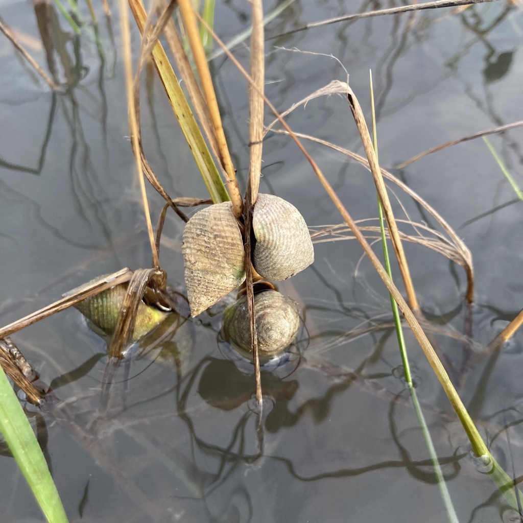 Marsh Periwinkle from Matagorda Bay, TX, US on October 24, 2023 at 08: ...